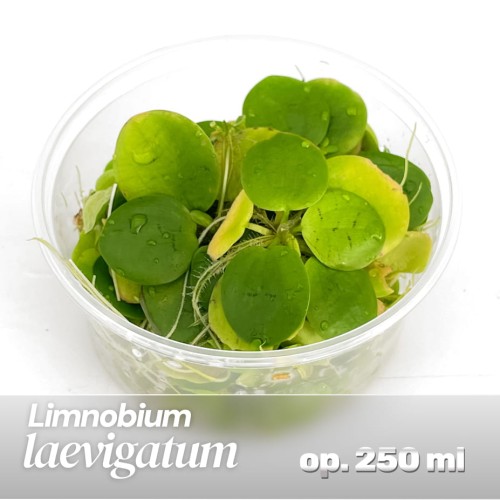 Limnobium laevigatum Pływająca op. 250 ml Akwariowe.pl