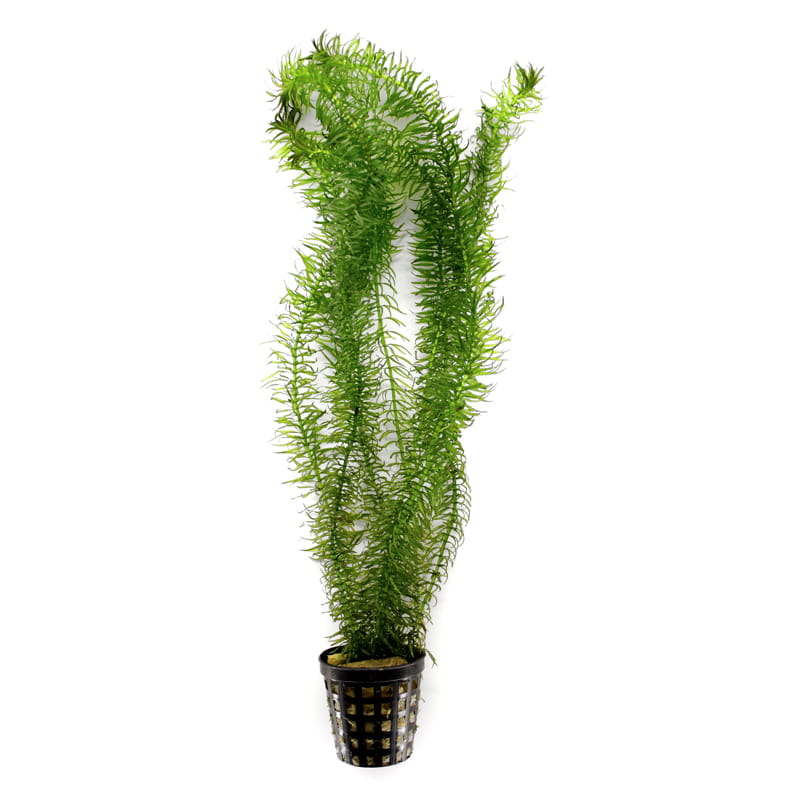 Egeria (Elodea) najas Akwariowe.pl