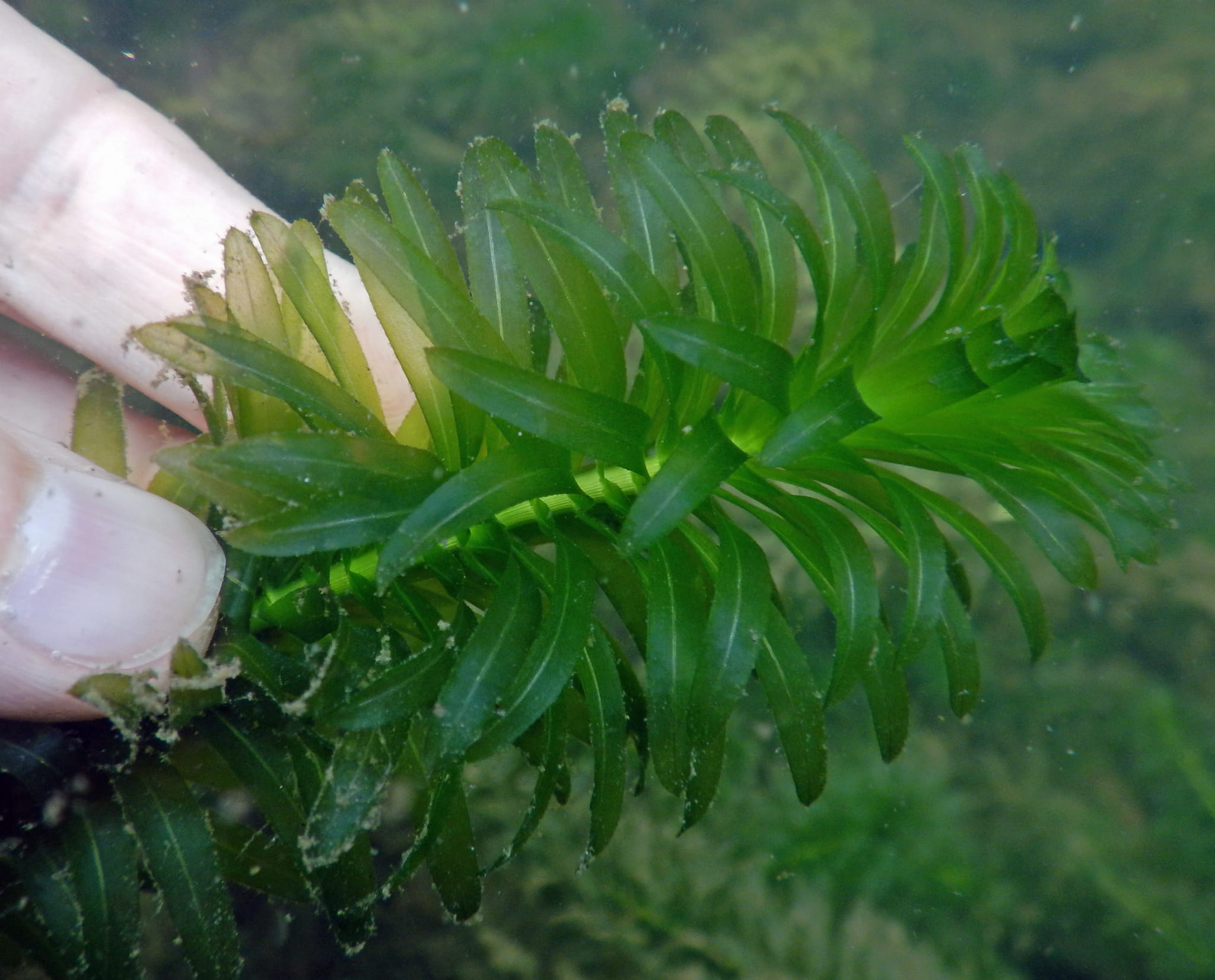 Egeria (Elodea) najas Akwariowe.pl